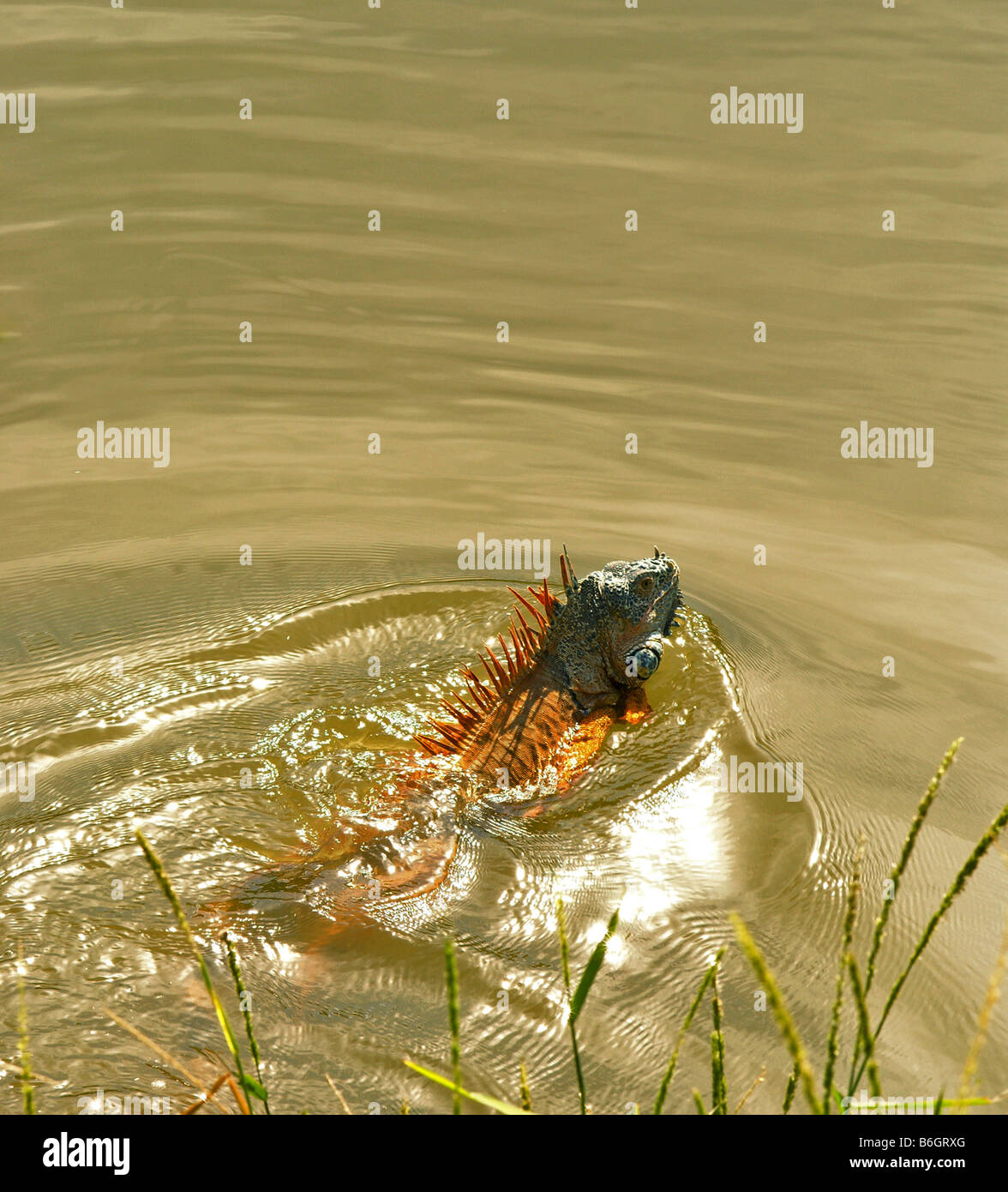 Aztec iguana swimming Stock Photo - Alamy