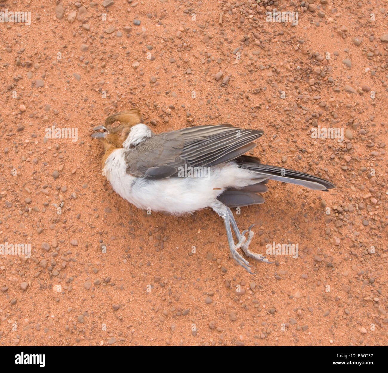 Squashed bird hi-res stock photography and images - Alamy
