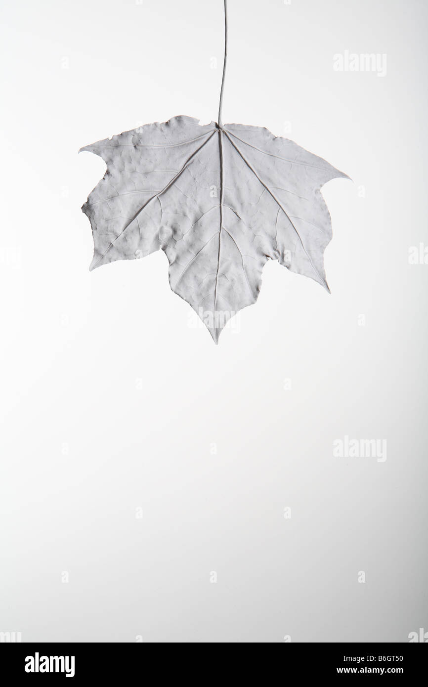 White Maple Leaf on a White Background Stock Photo - Alamy