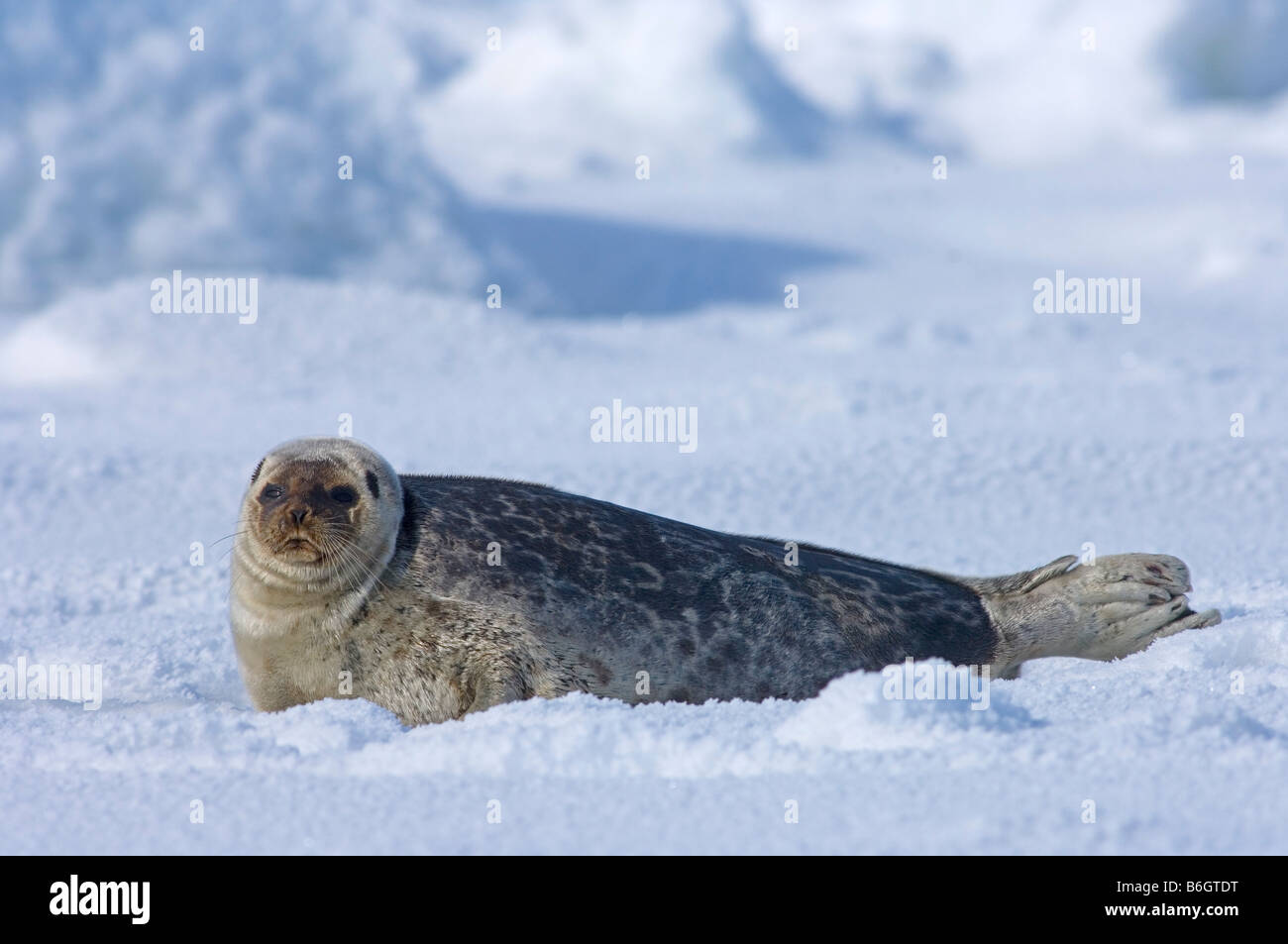 Ringed seal arctic hi-res stock photography and images - Alamy