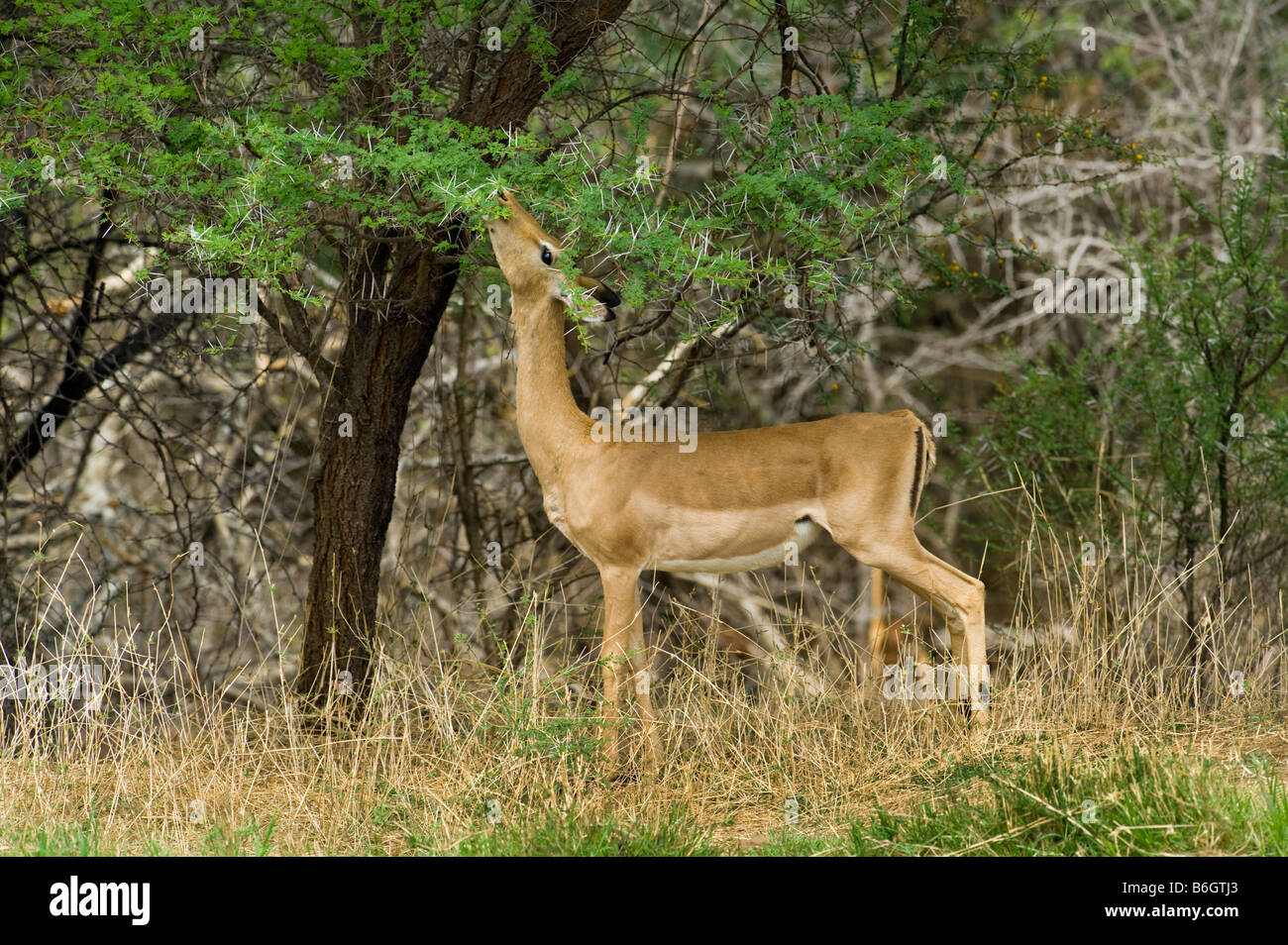 wildlife wild Impala antelope AEPYCEROS MELAMPUS south-Afrika south ...