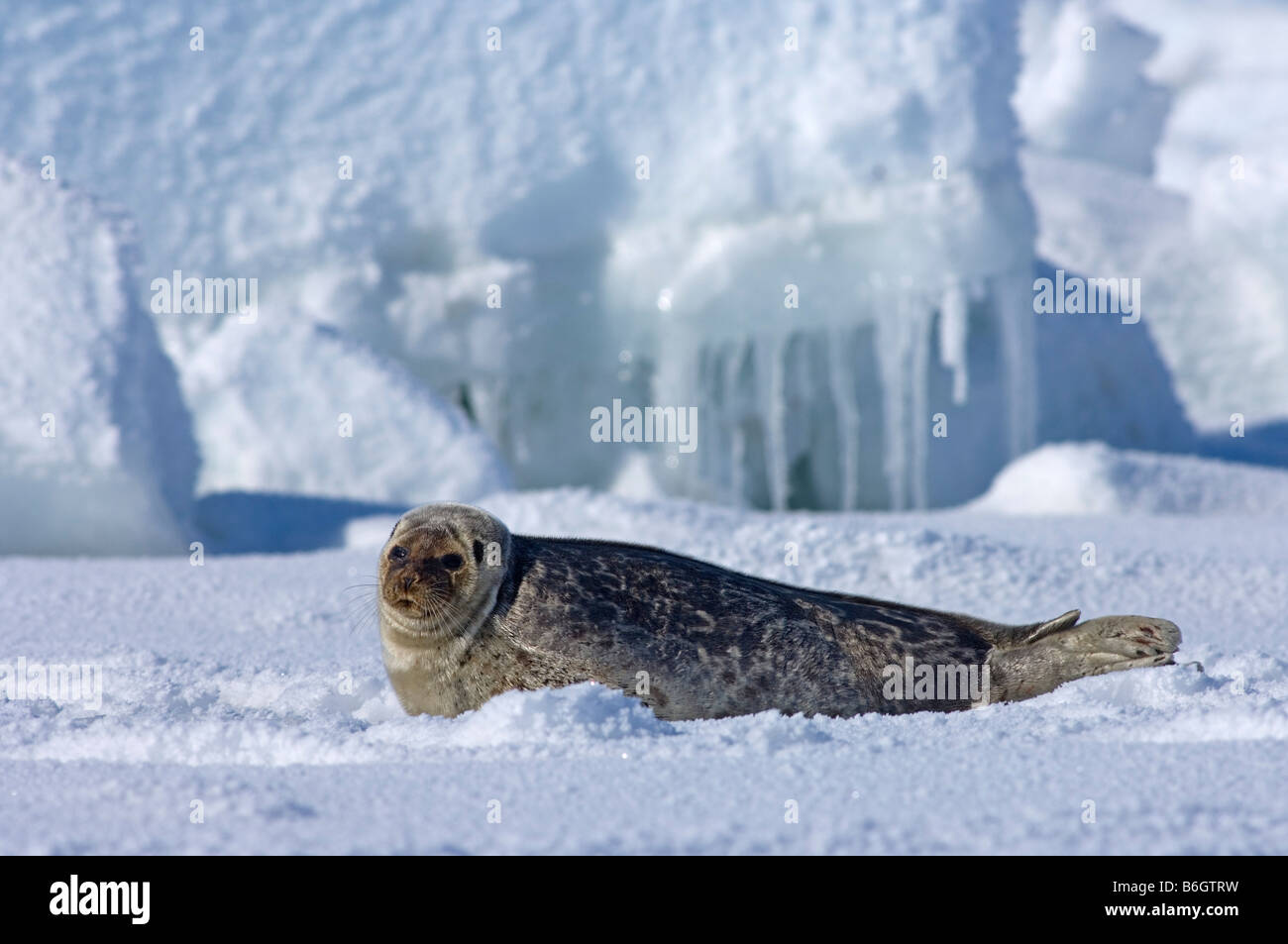 Ringed seal (Phoca hispida) portrait of pup lying on ice, Chukchi Sea ...
