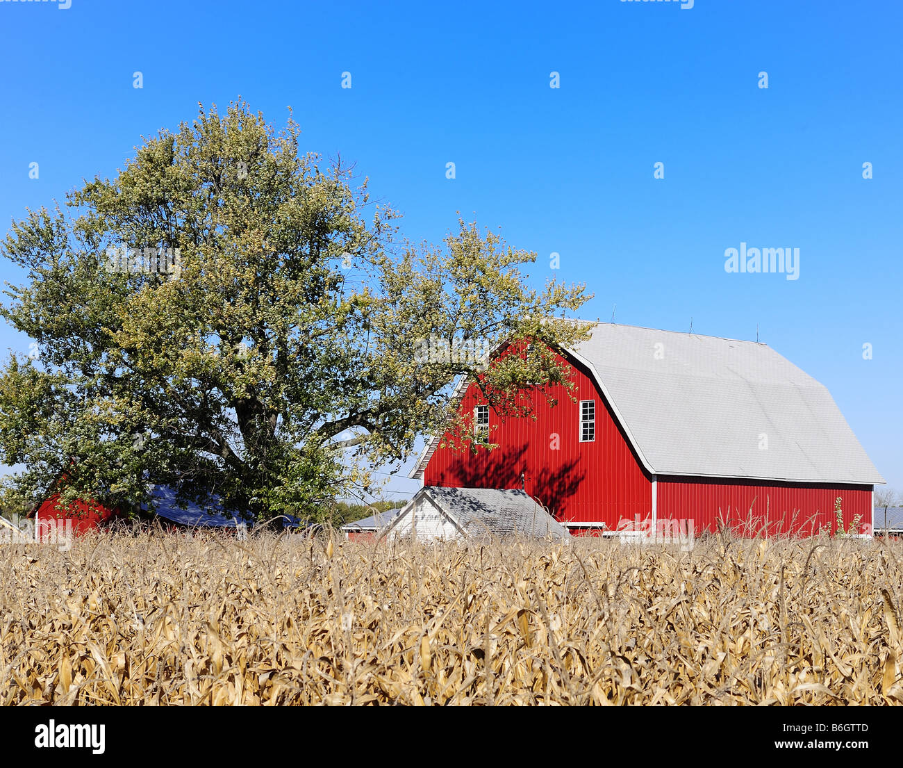 Red barn with end of summer corn harvest on midwest farm Stock Photo ...