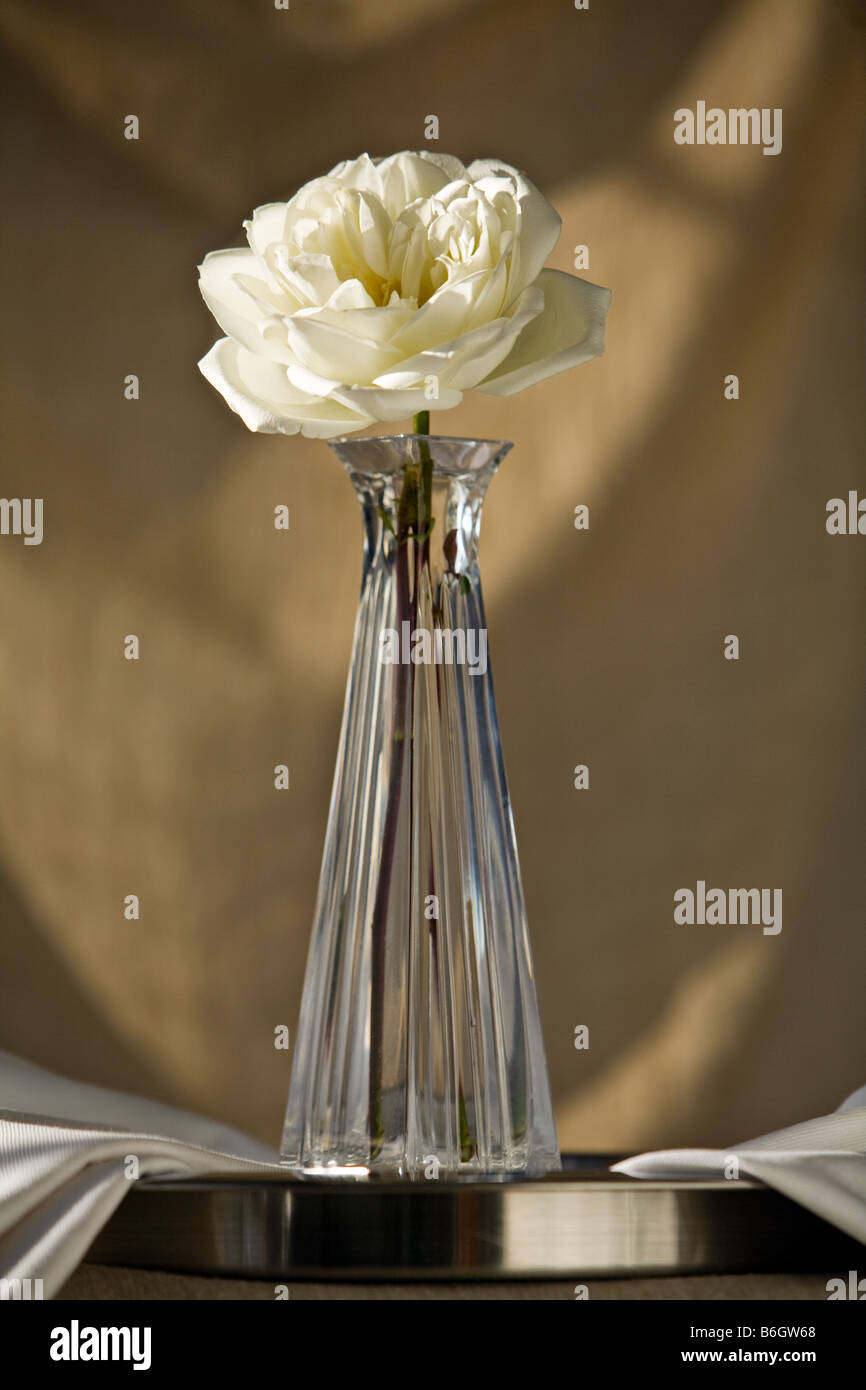 white rose in a crystal vase with sunlight background Stock Photo - Alamy