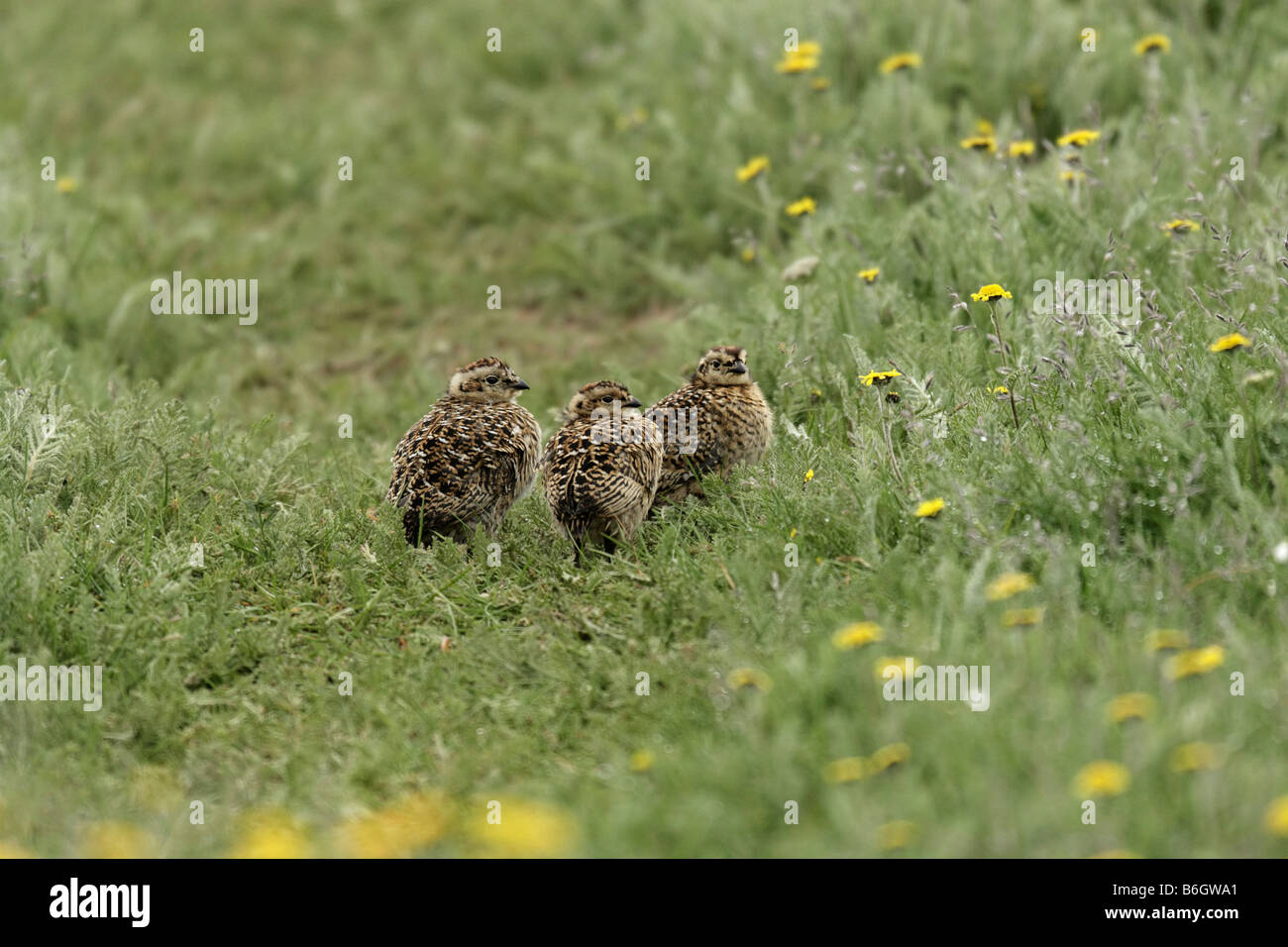 With chick in tundra hi-res stock photography and images - Alamy