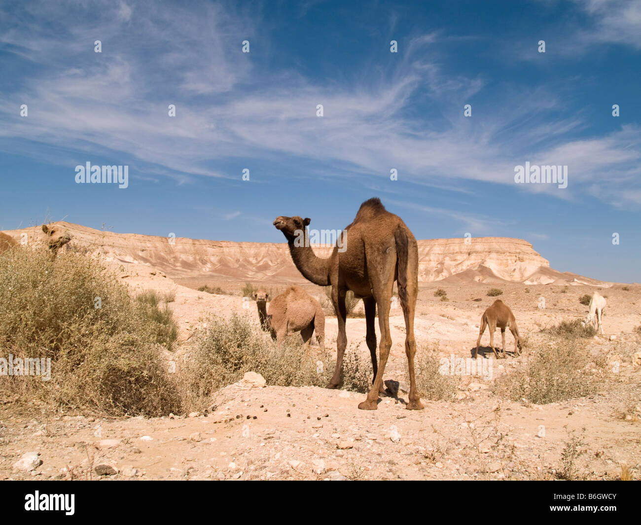 Israel camel herd grazing Negev Judea Desert South part of the dead sea ...