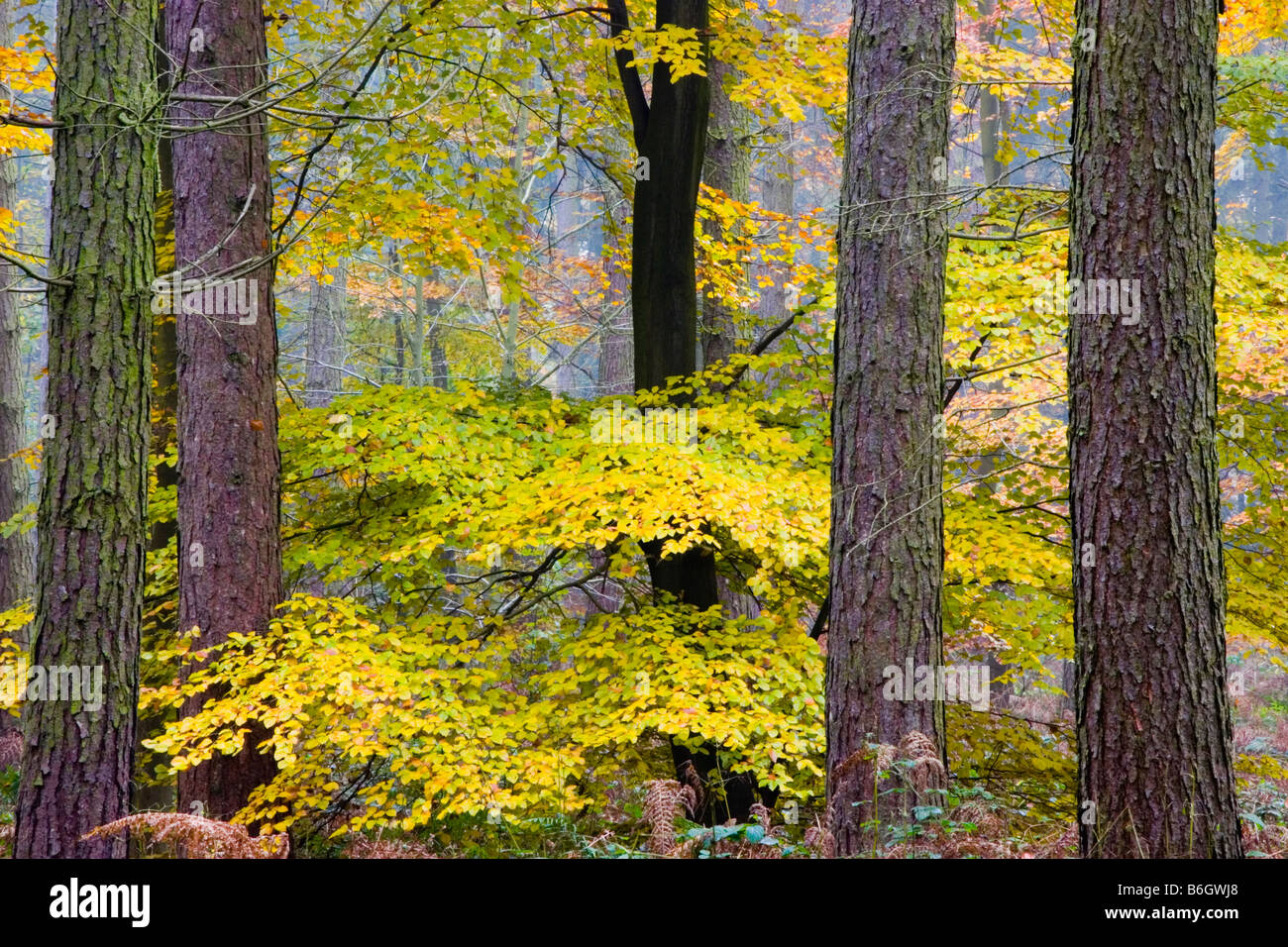 Beech and Pine trees in autumn forest, England, UK Stock Photo - Alamy