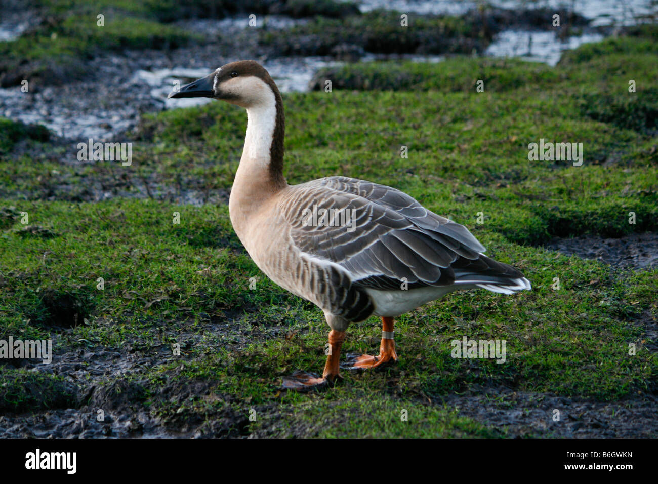 Swan goose (Anser Cygnoides) so named because it has more vertibrae in ...