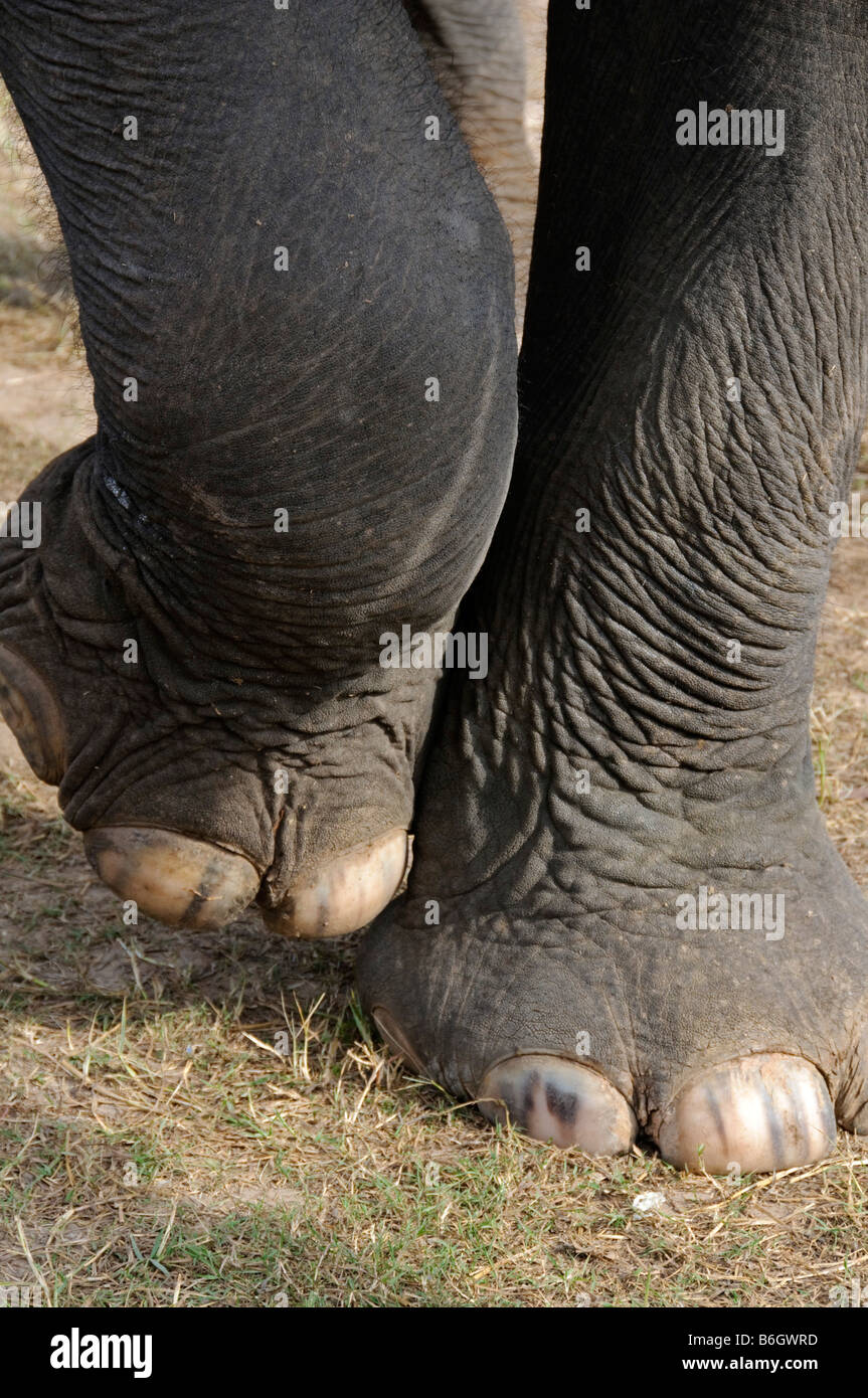 Asian elephant foot not eye hi-res stock photography and images - Alamy