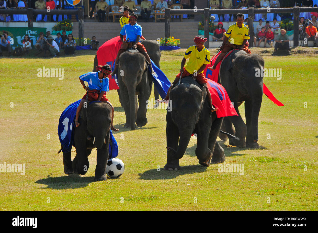 elephants playing football at the Surin Elephant Roundup in Thailand ...