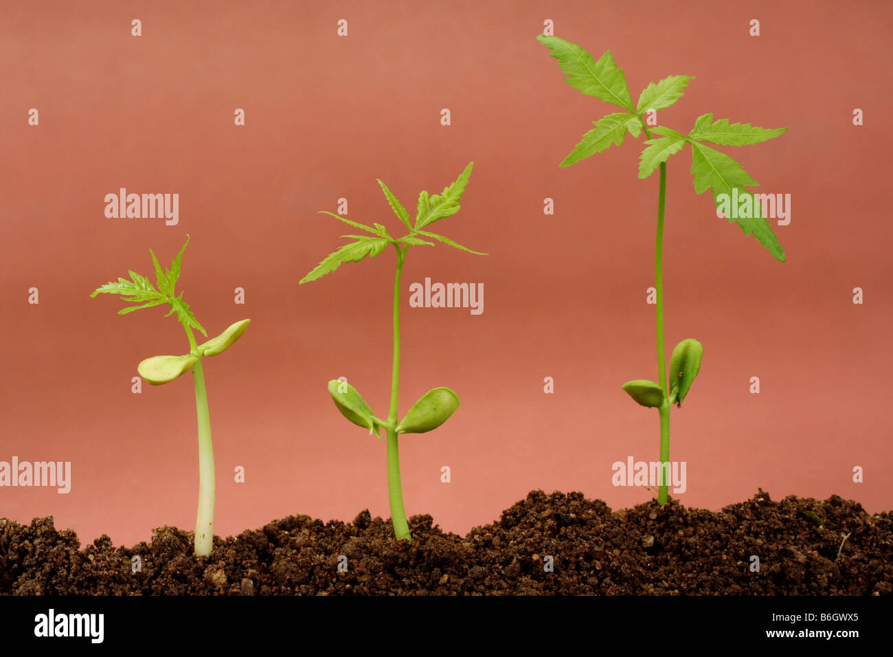 Three young saplings Stock Photo - Alamy