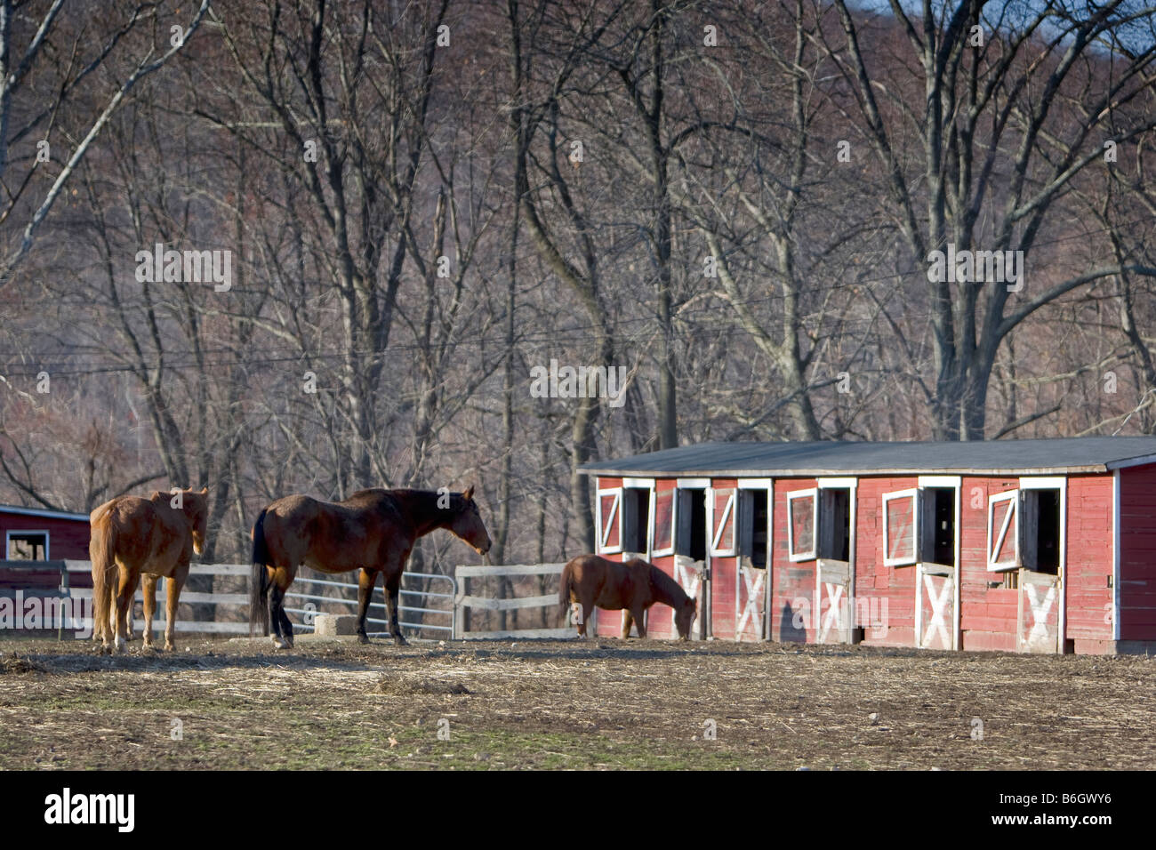 Horses in a row hi-res stock photography and images - Alamy