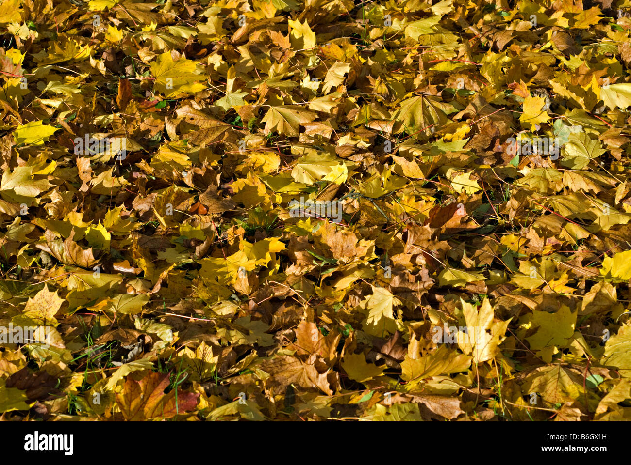 Autumn fall of Sycamore Leaves Stock Photo - Alamy