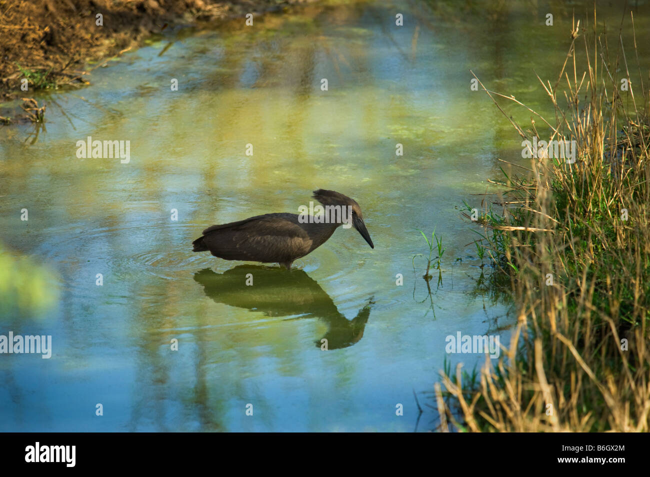 hammerkop south-africa Hammerkop hammerhead bird Scopus umbretta ...