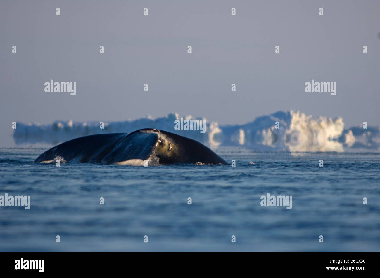 bowhead whale Balaena mysticetus swims through an open lead in the pack ...