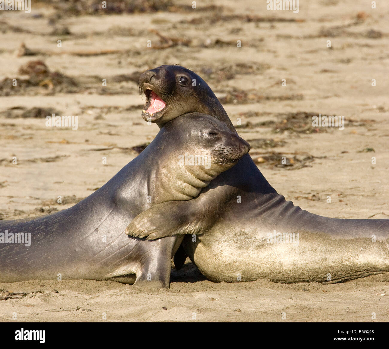 Seals Snuggling