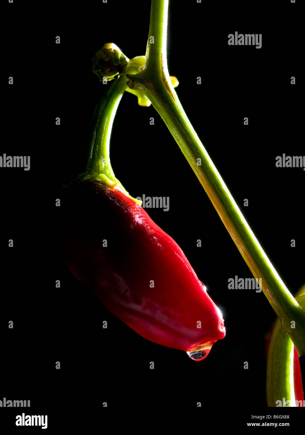 Jalapeno chilli seed hi-res stock photography and images - Alamy