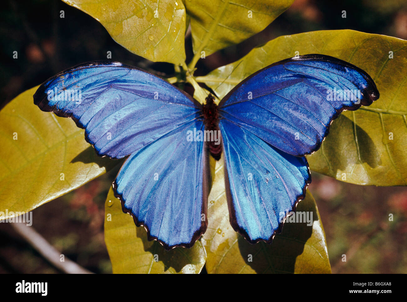 Blue morpho butterflies peru hi-res stock photography and images - Alamy