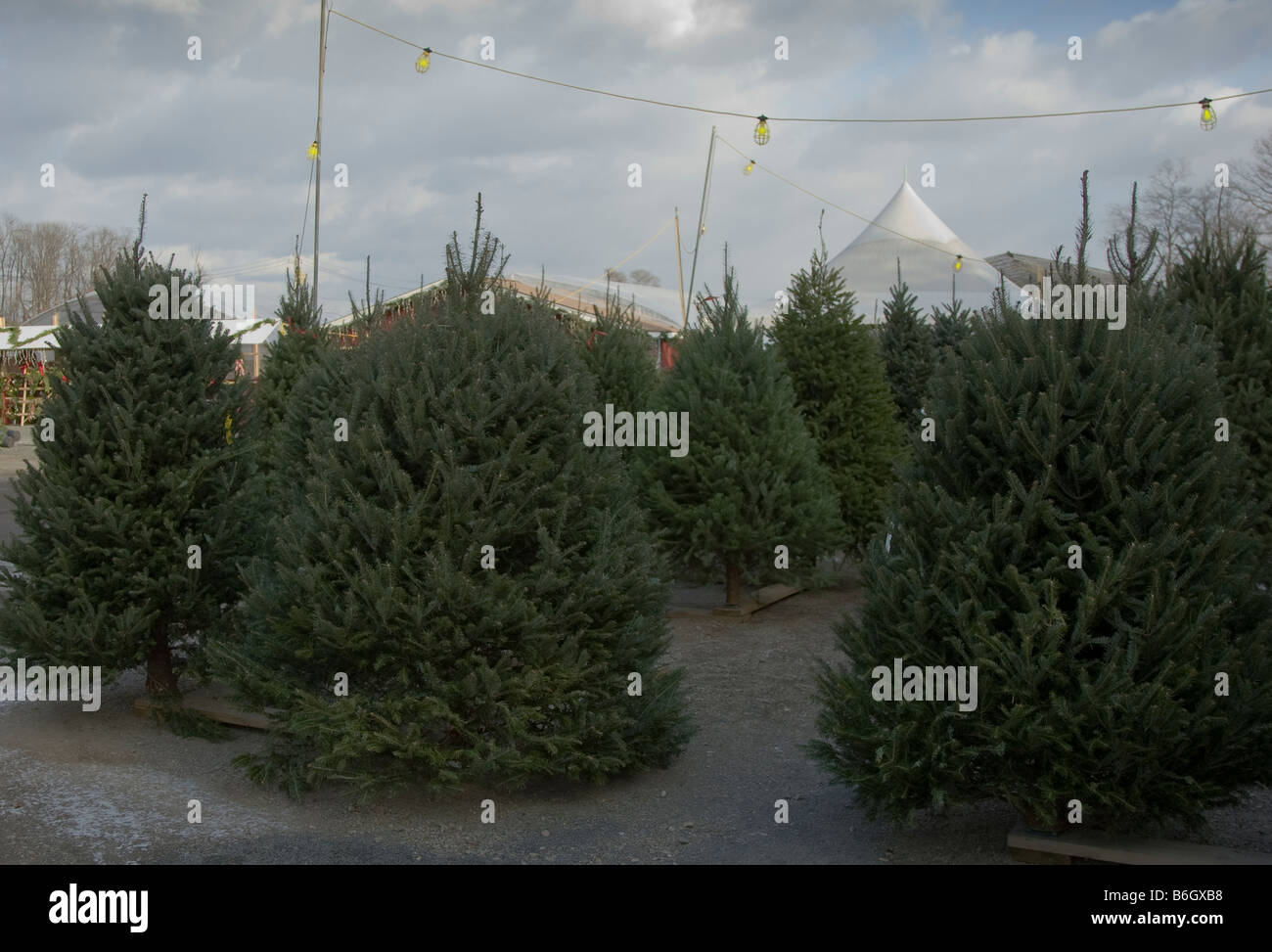 Christmas tree trees nursery hi-res stock photography and images - Alamy