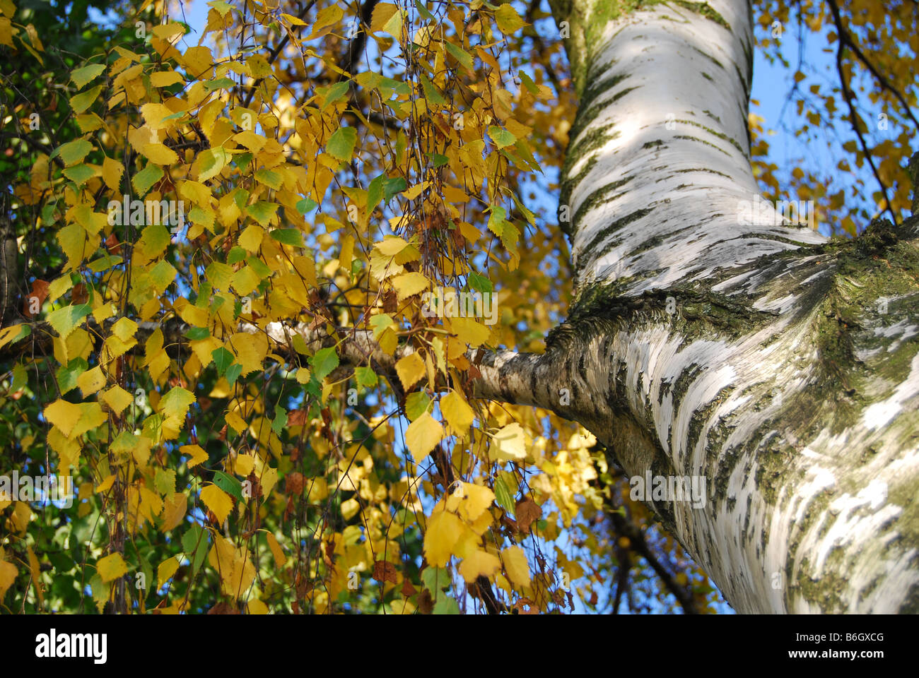 Yellow stems woodland vegetation scenery hi-res stock photography and ...