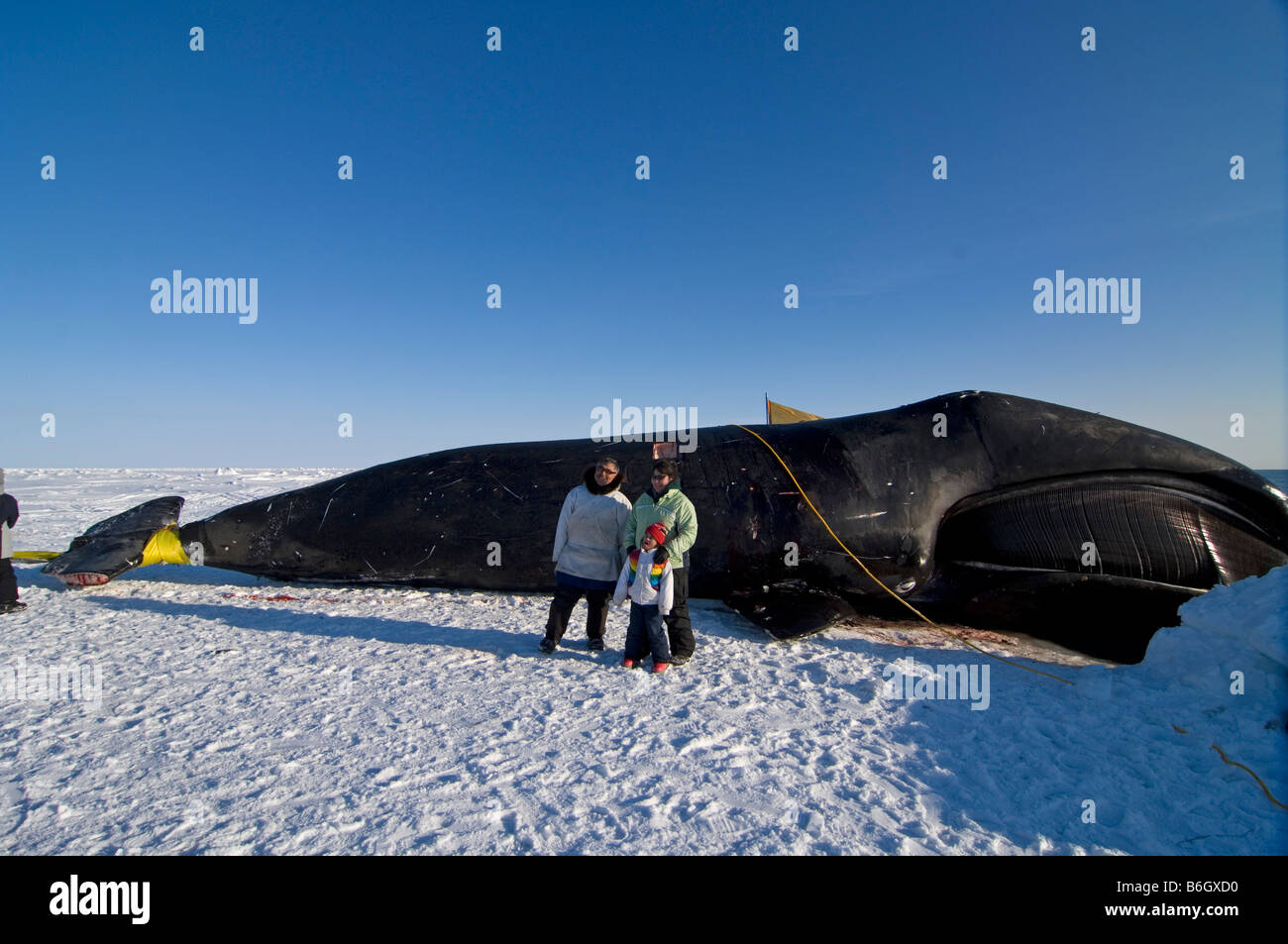 48 foot 8 inch bowhead whale Balaena mysticetus caught by an Inupiaq ...