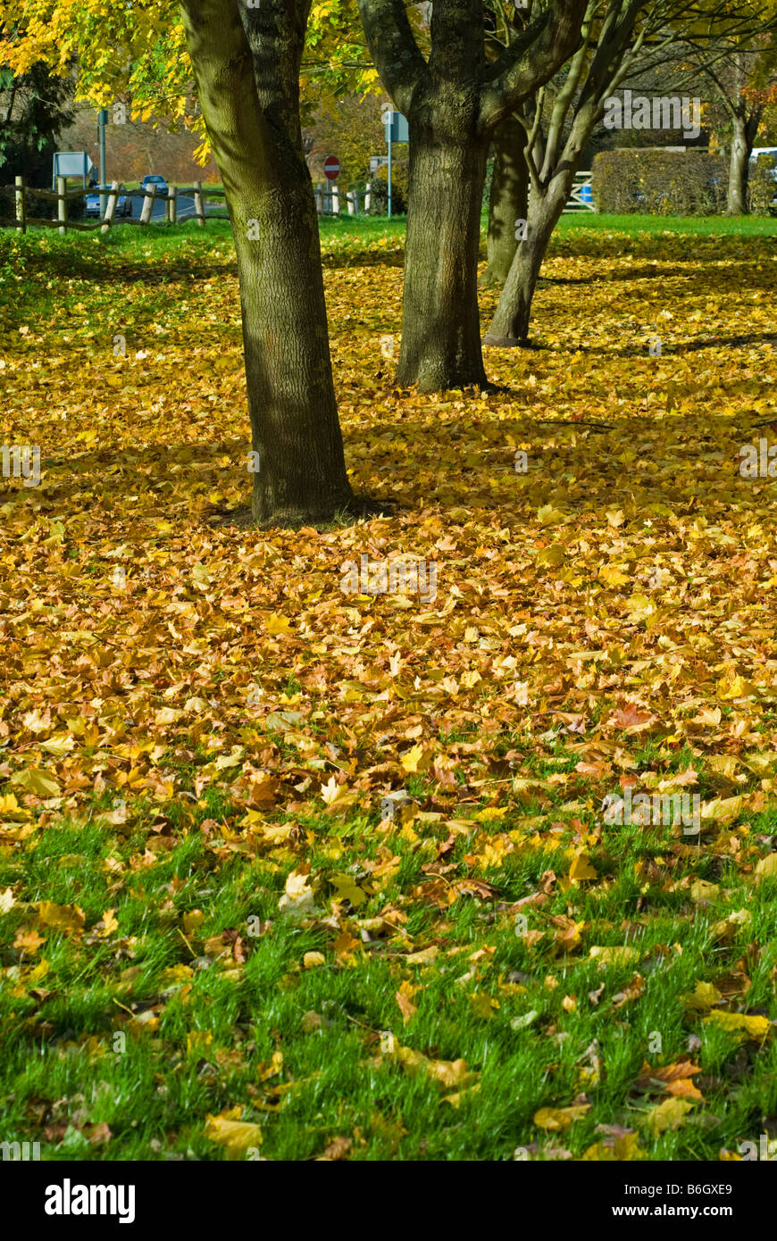Sycamore leaf with fall colors hi-res stock photography and images - Alamy