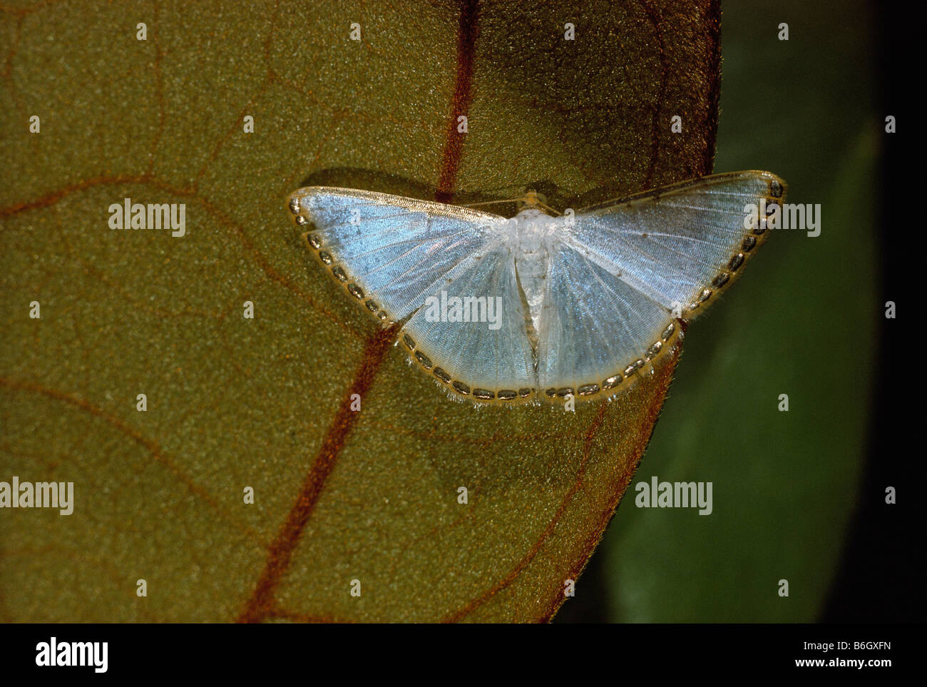 Leuciris hi-res stock photography and images - Alamy