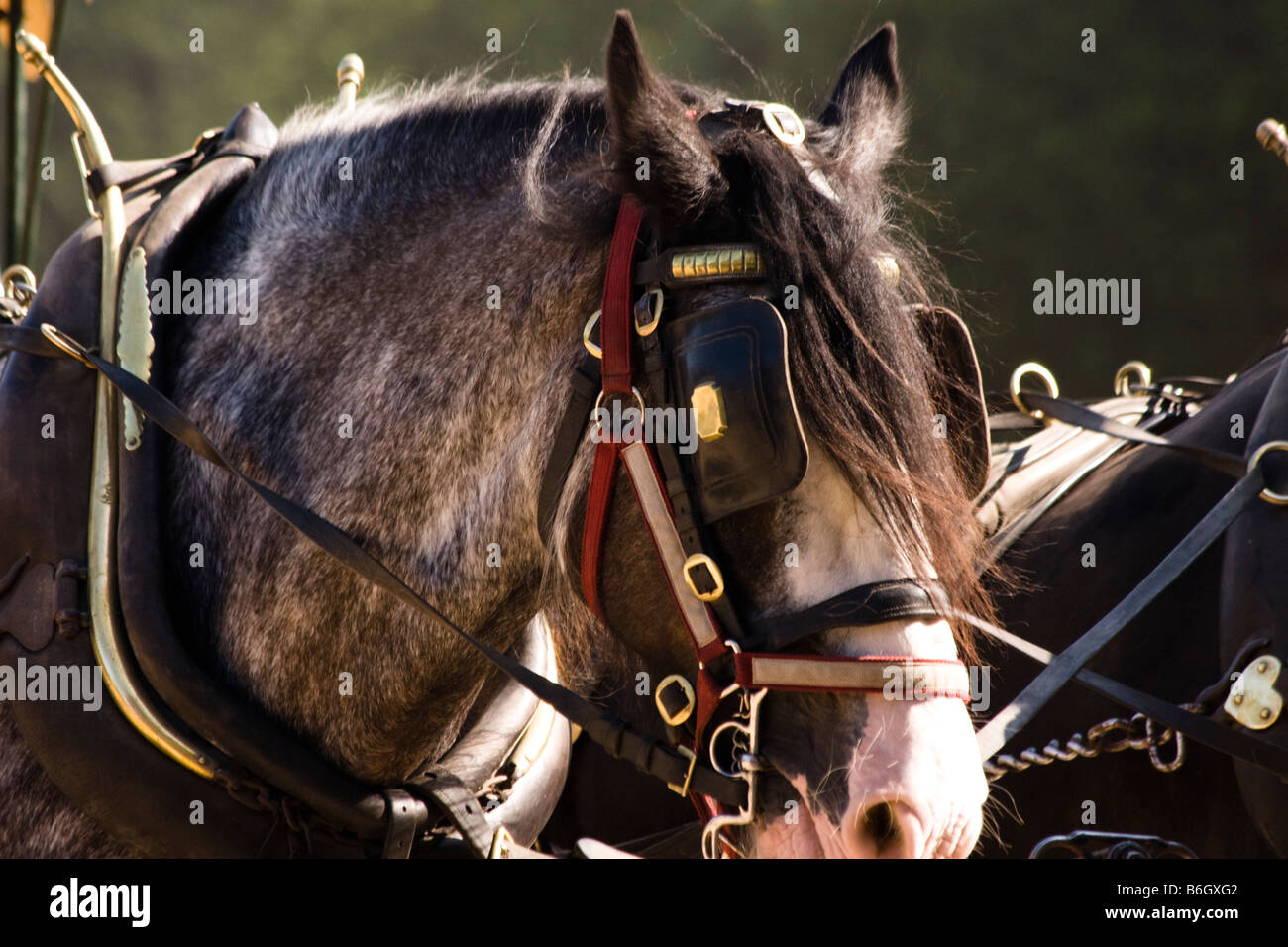Head of Carriage Horse Stock Photo - Alamy