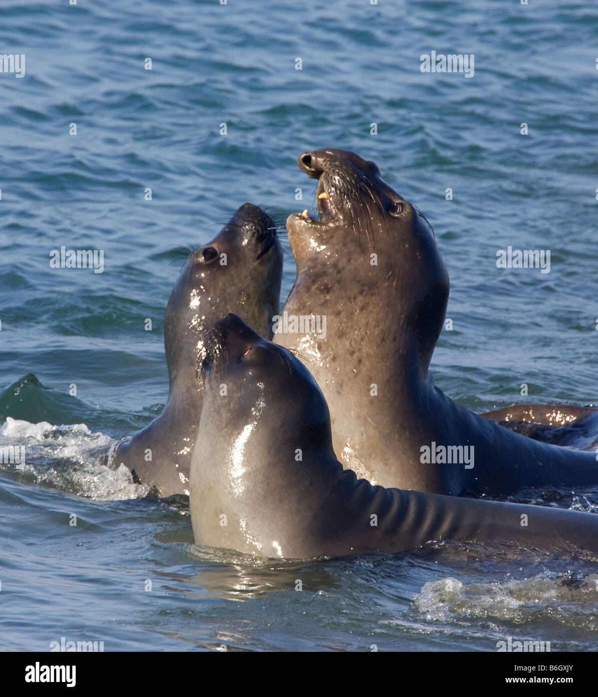 Three Elephant Seals in the Ocean Stock Photo - Alamy