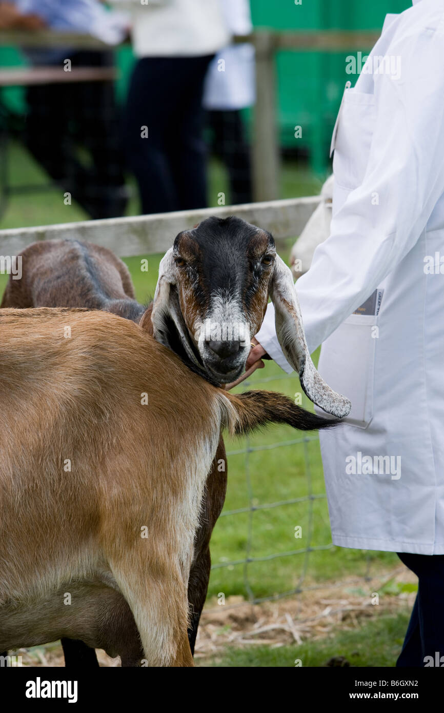 A competitor with her goat in the show ring at the Great Yorkshire Show ...
