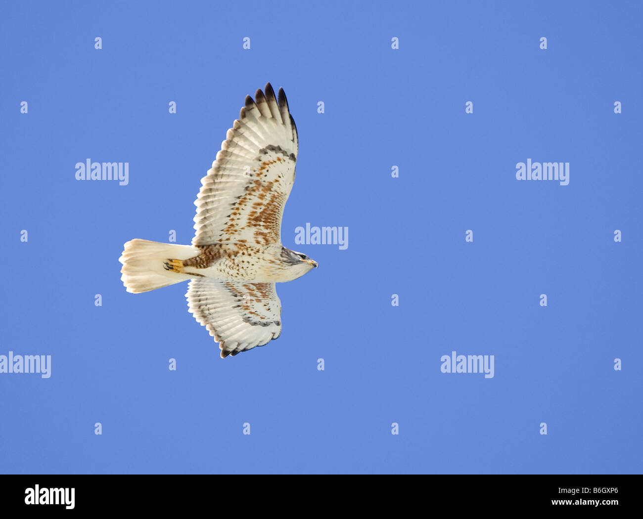 White Morph Ferruginous Hawk Stock Photo - Alamy
