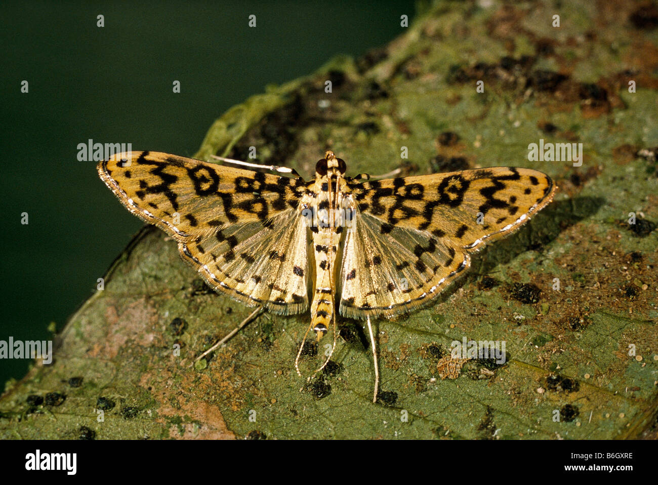 Gold moth hi-res stock photography and images - Alamy