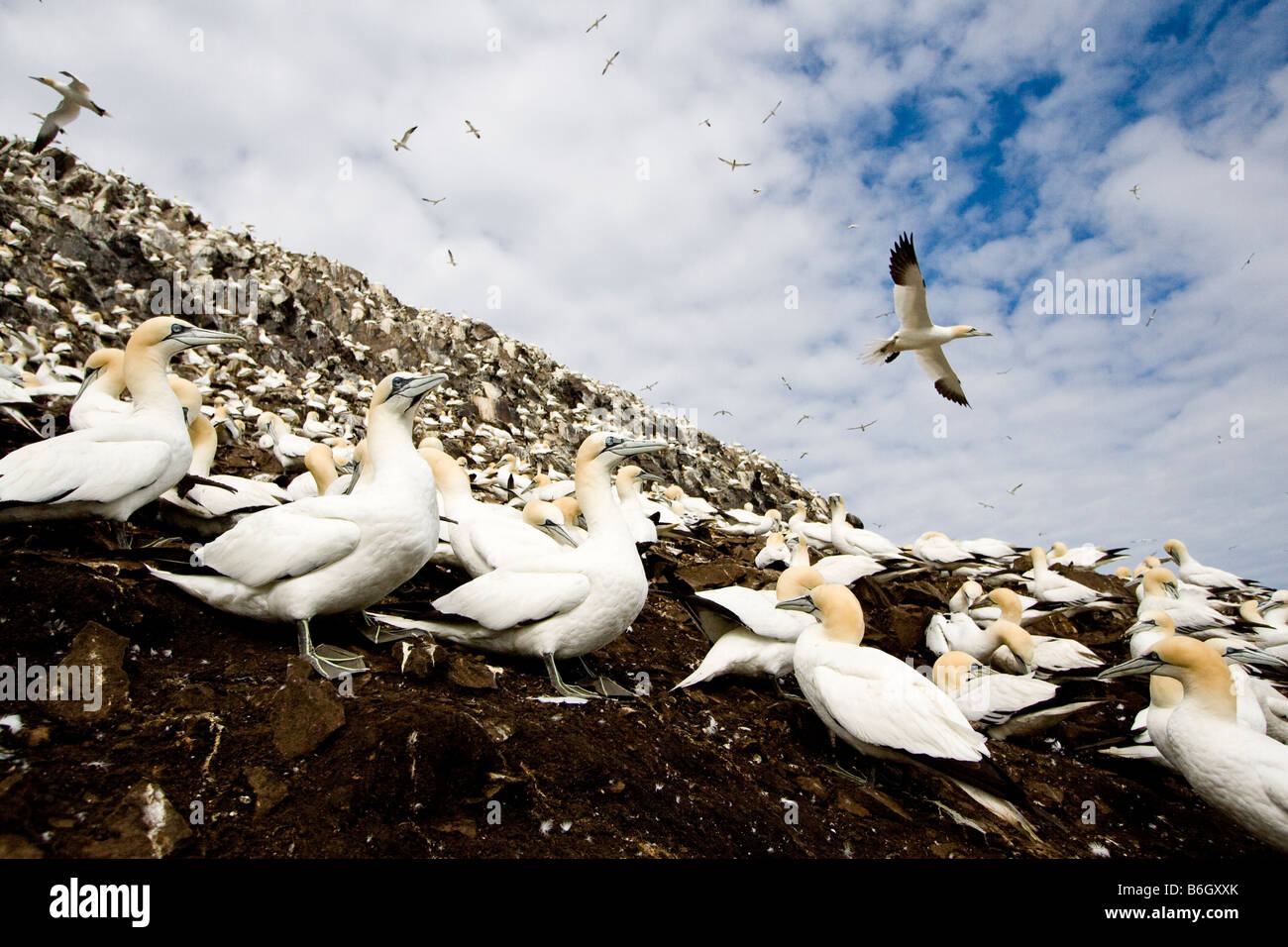 Gannet pose hi-res stock photography and images - Alamy