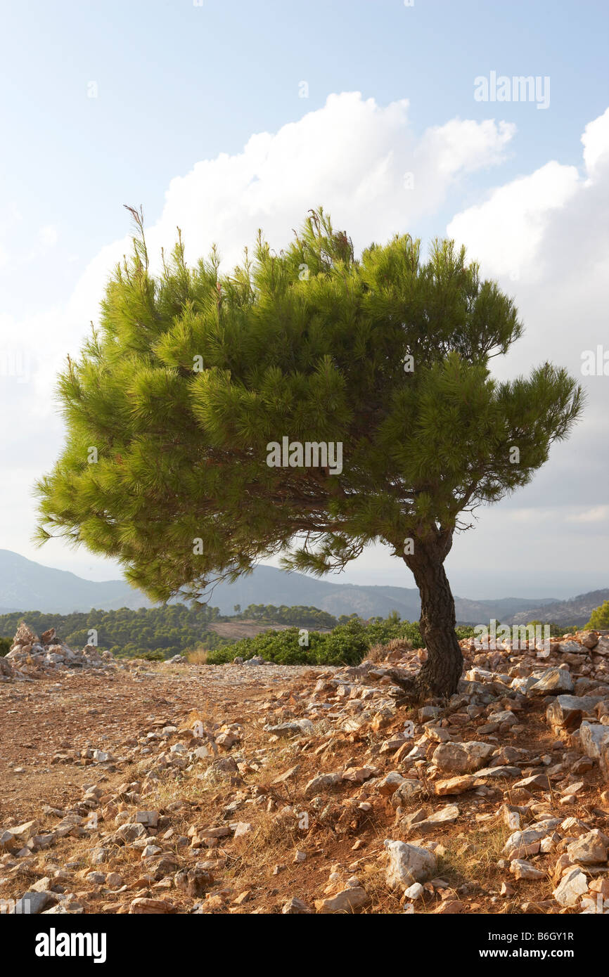 Single olive tree hi-res stock photography and images - Alamy