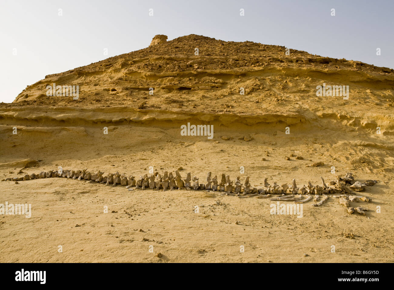 fossil of skeleton of Dorudon Atrox whale, Wadi Al-Hitan (Whale Valley ...