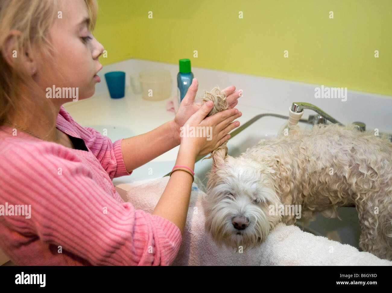 Child giving her pet dog a bath Stock Photo - Alamy