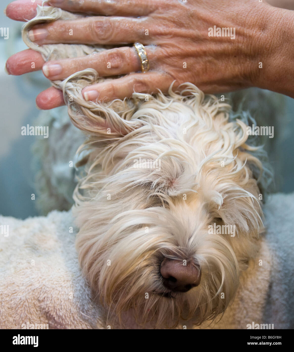 Dog shampoo hi-res stock photography and images - Alamy