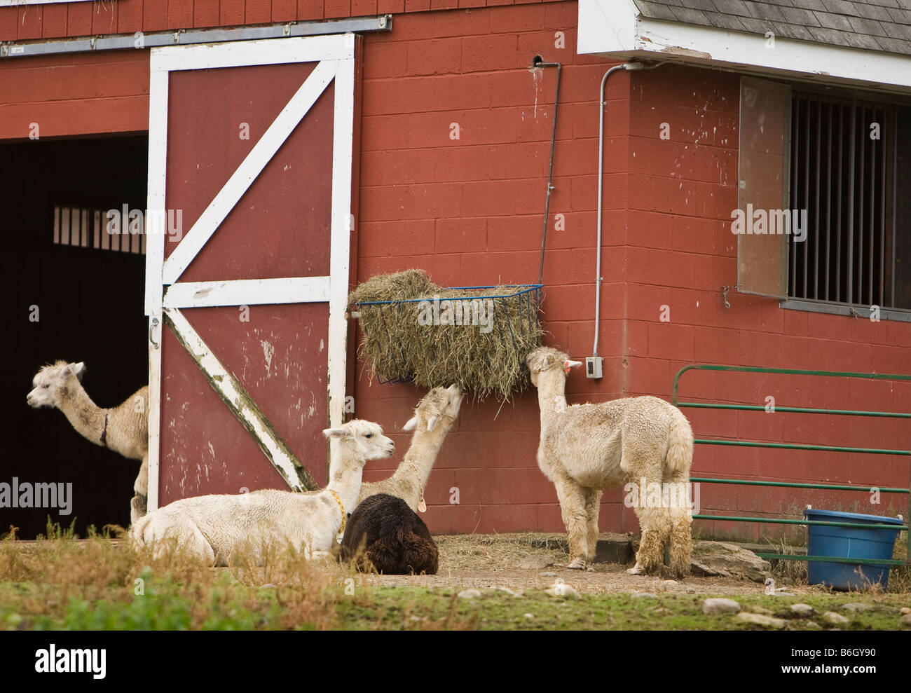 Pack llamas hi-res stock photography and images - Alamy