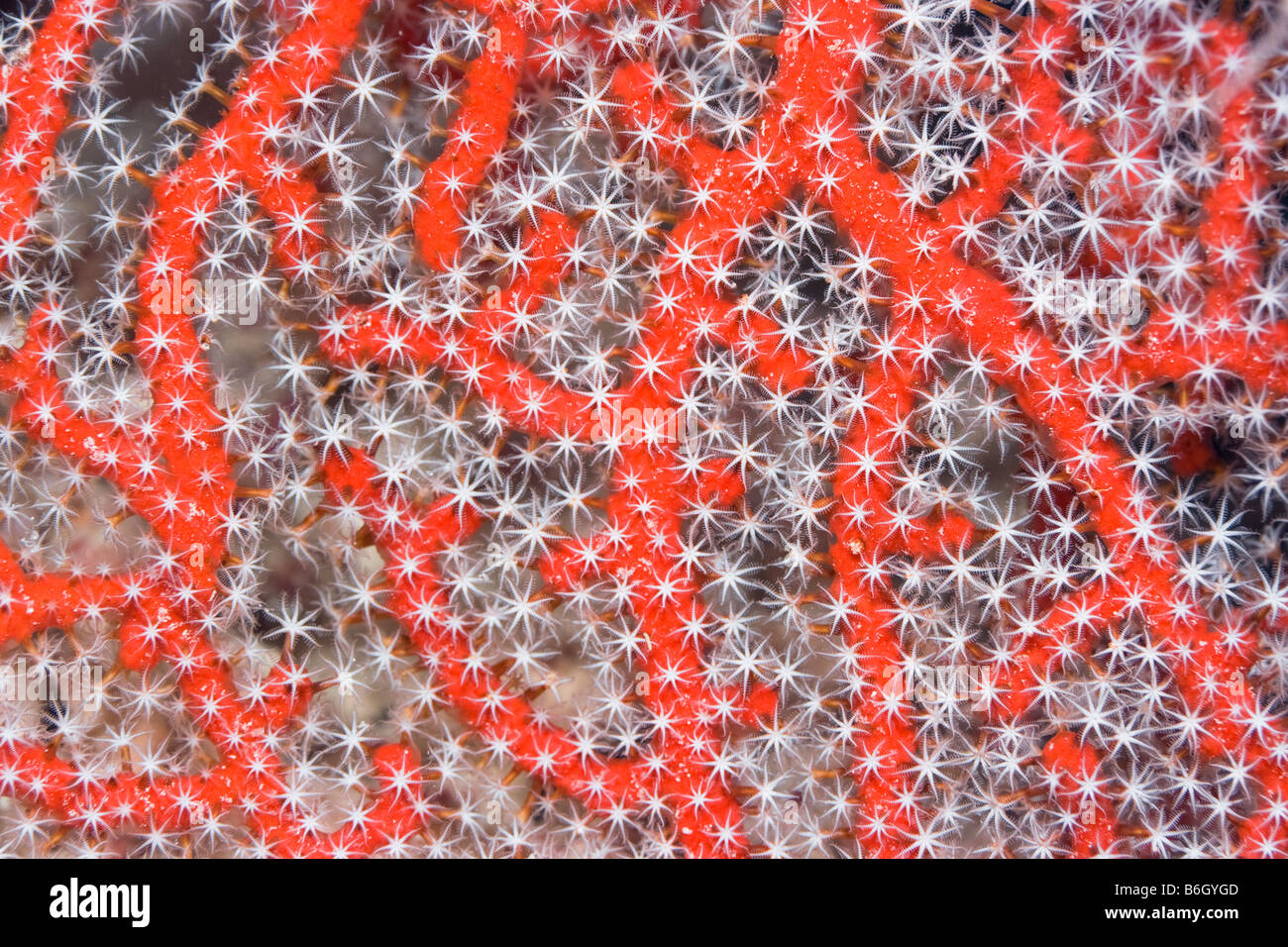Coral texture hi-res stock photography and images - Alamy