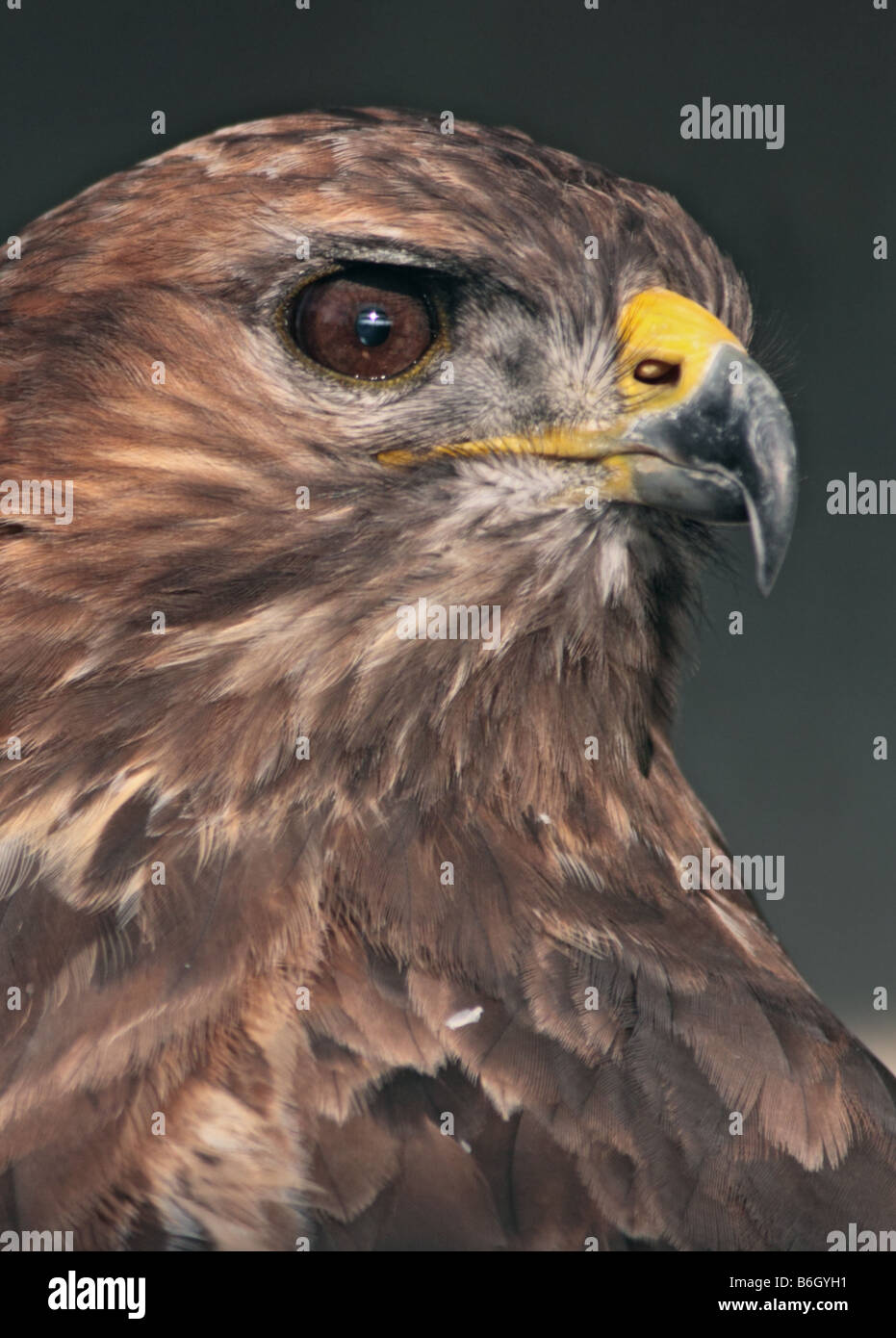 European raptor hi-res stock photography and images - Alamy