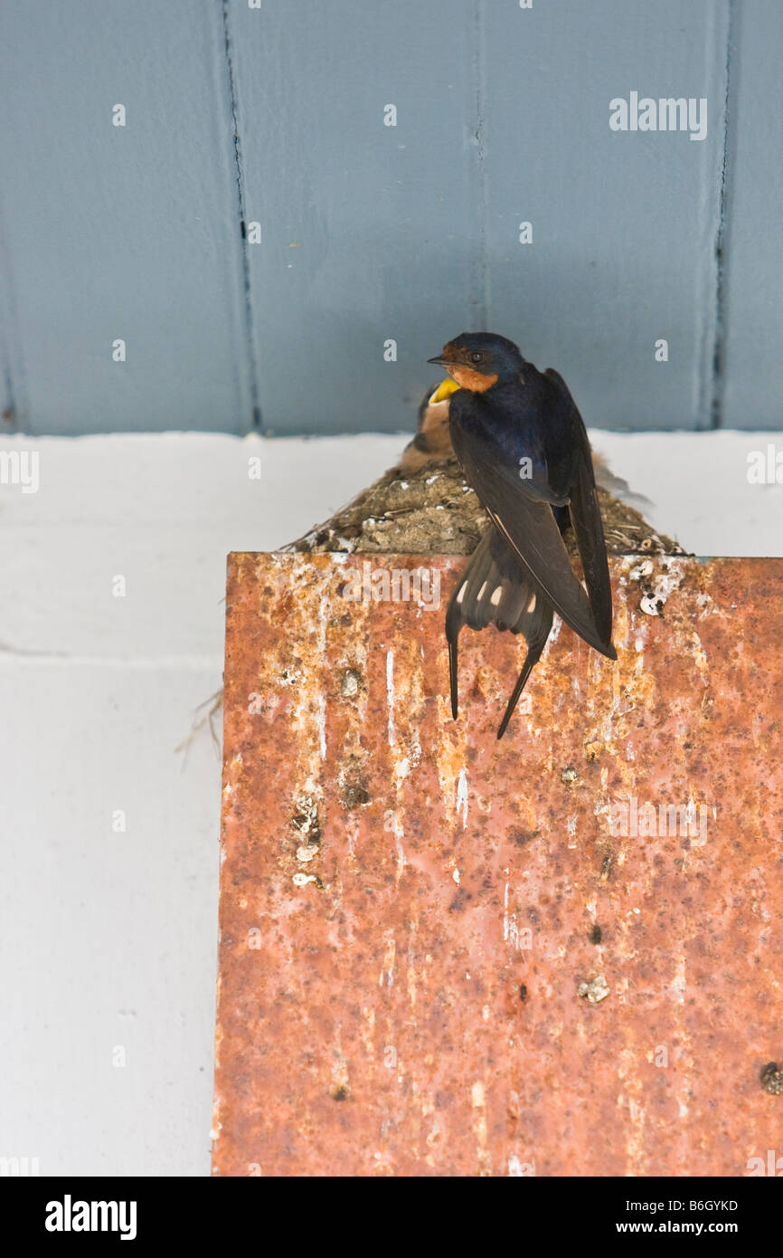 Adult female barn swallow with chicks Stock Photo - Alamy