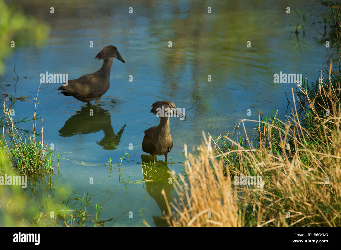 hammerkop south-africa Hammerkop hammerhead bird Scopus umbretta ...