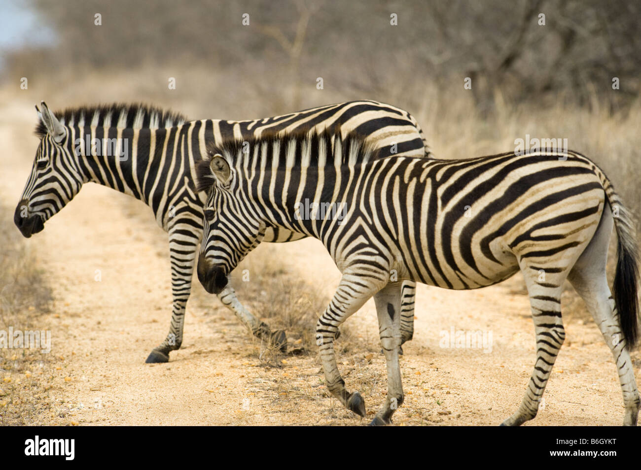 wild zebras equus, burchelli south-Afrika desert south africa crossing ...