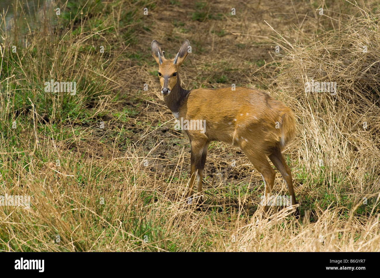 common DUIKER Sylvicapra grimmia antelope walking along south-Afrika ...