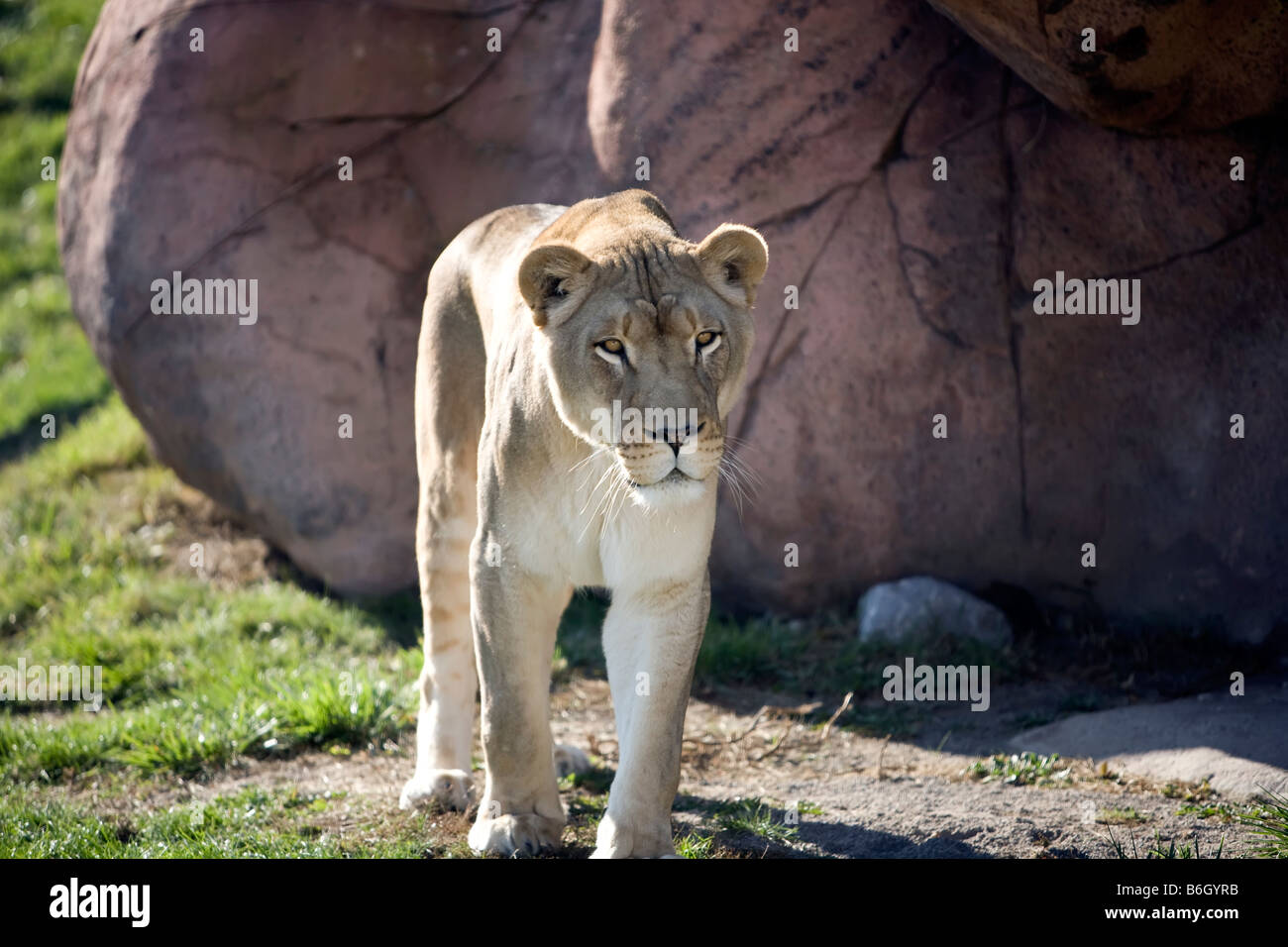 Young african lion at the Toronto Zoo Stock Photo - Alamy
