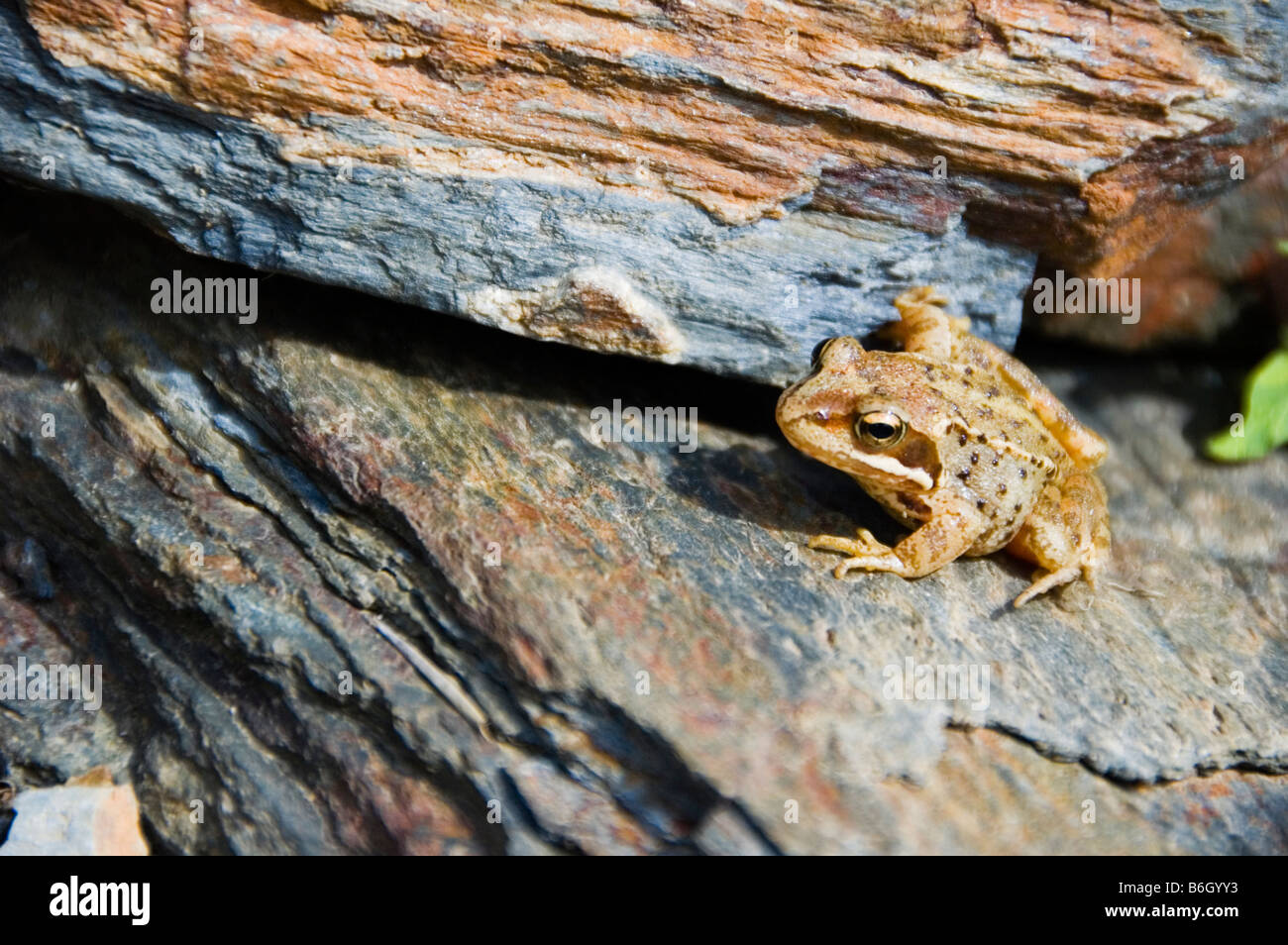 Frog on a rock Pyrenees the mountain range that separates Spain and ...