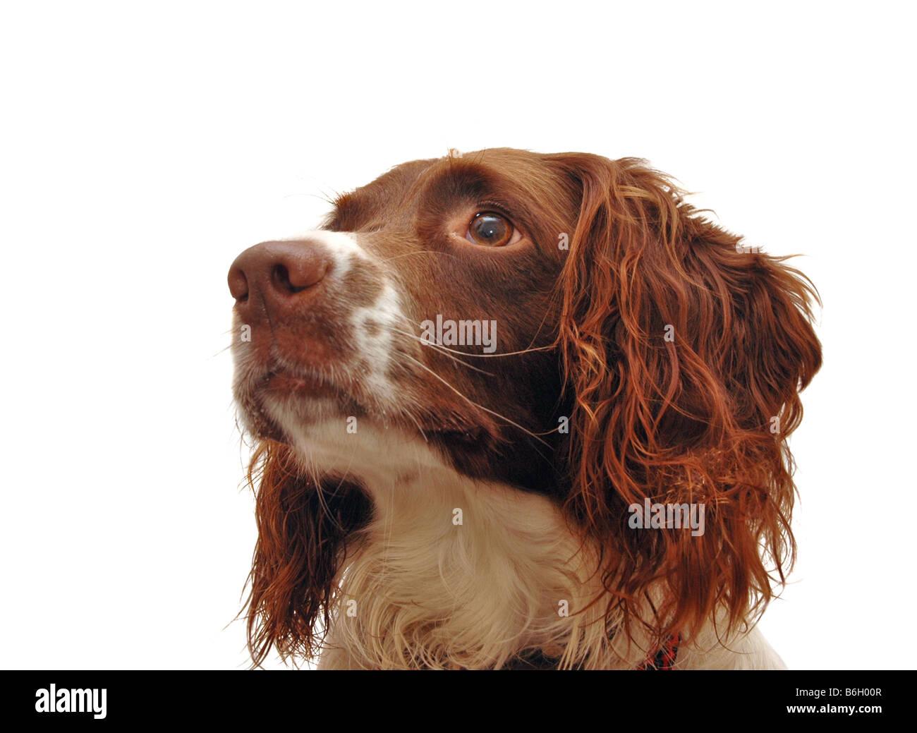 Springer spaniel cut hi-res stock photography and images - Alamy