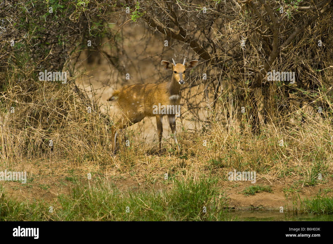 common DUIKER Sylvicapra grimmia antelope walking along south-Afrika ...