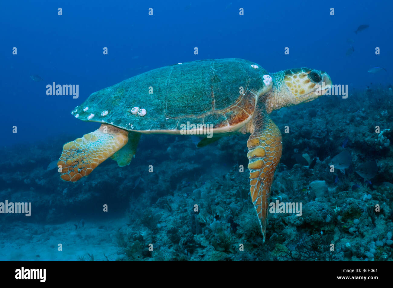 Caretta caretta loggerhead hi-res stock photography and images - Alamy