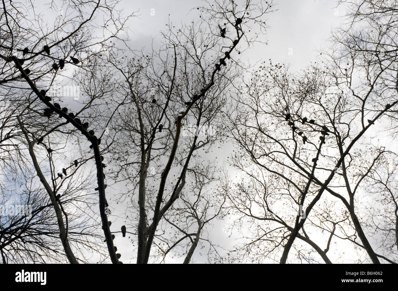 Windy day trees hi-res stock photography and images - Alamy